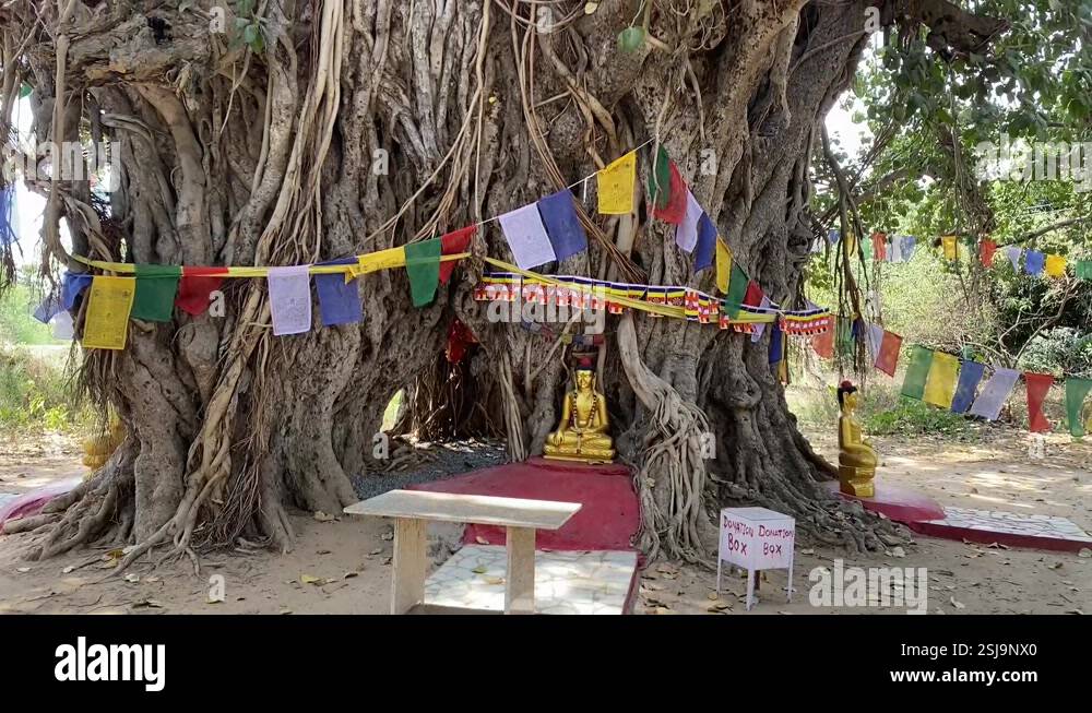 The tree where Gautam Buddha use to meditate in early days in Bodh Gaya ...