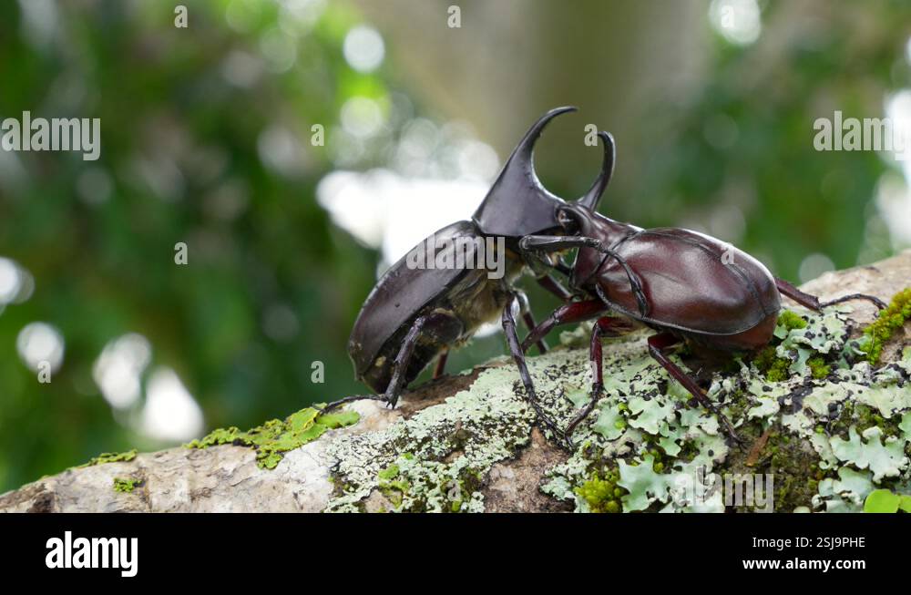 Two male Xylotrupes ulysses rhinoceros beetles battle in Papua New ...