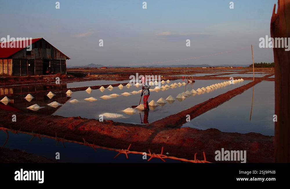 Editorial. Khmer woman gathering salt into pyramids for harvesting ...