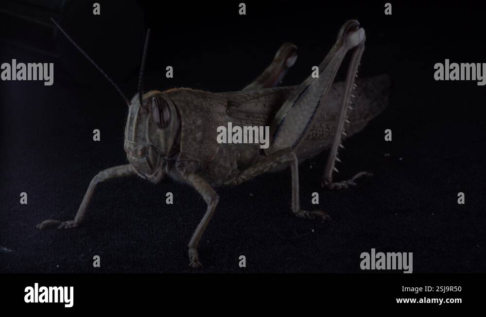 Grasshopper Insect with Long Hind Legs Adapted for Jumping, Important ...
