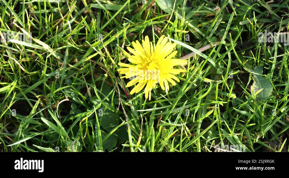 A Dandelion flowering in November in Clitheroe, Lancashire, UK, after ...