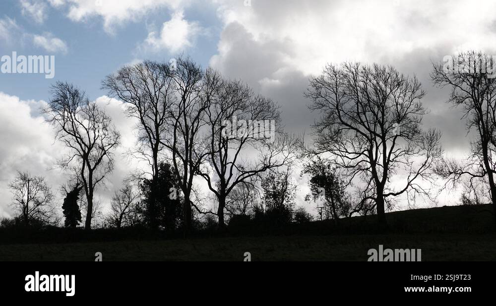 Winter ash trees Stock Videos & Footage - HD and 4K Video Clips - Alamy