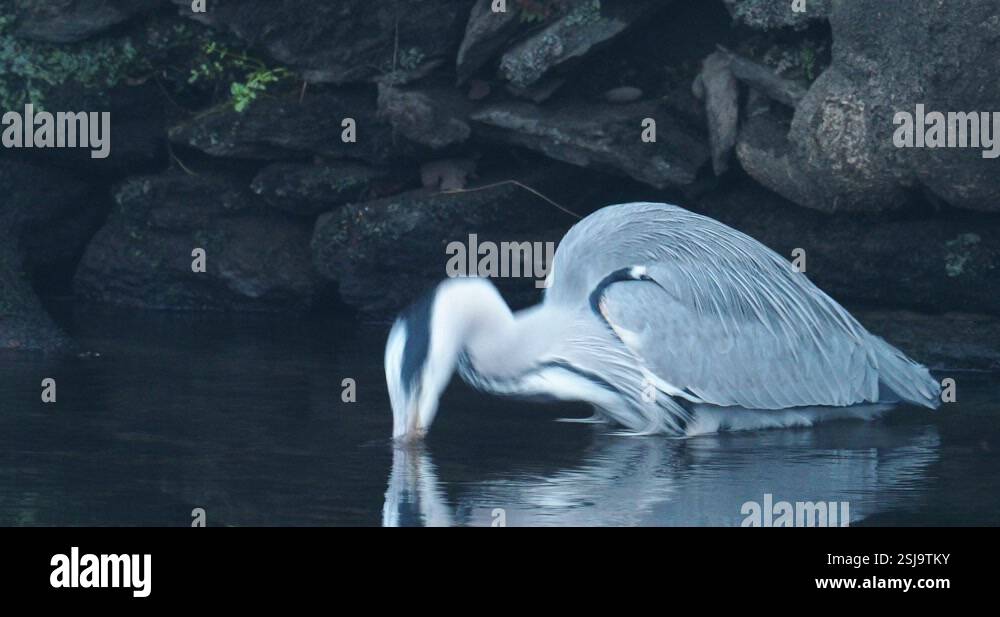 A Grey Heron swallowing a Rainbow Trout on the River Rothay, Ambleside ...