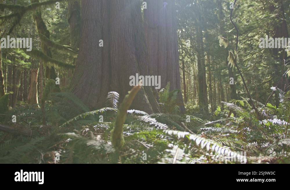 An old growth tree in a forest in the Pacific Northwest. Trees in a ...
