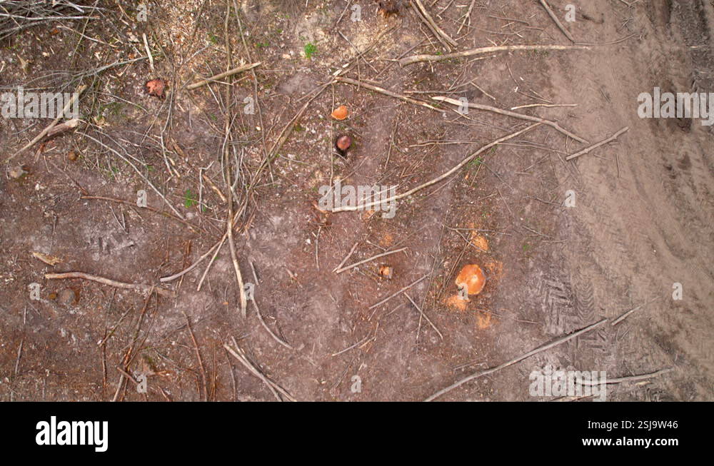 Top down dolly aerial 4k. Deforestation, cut trees in Forest Stock ...