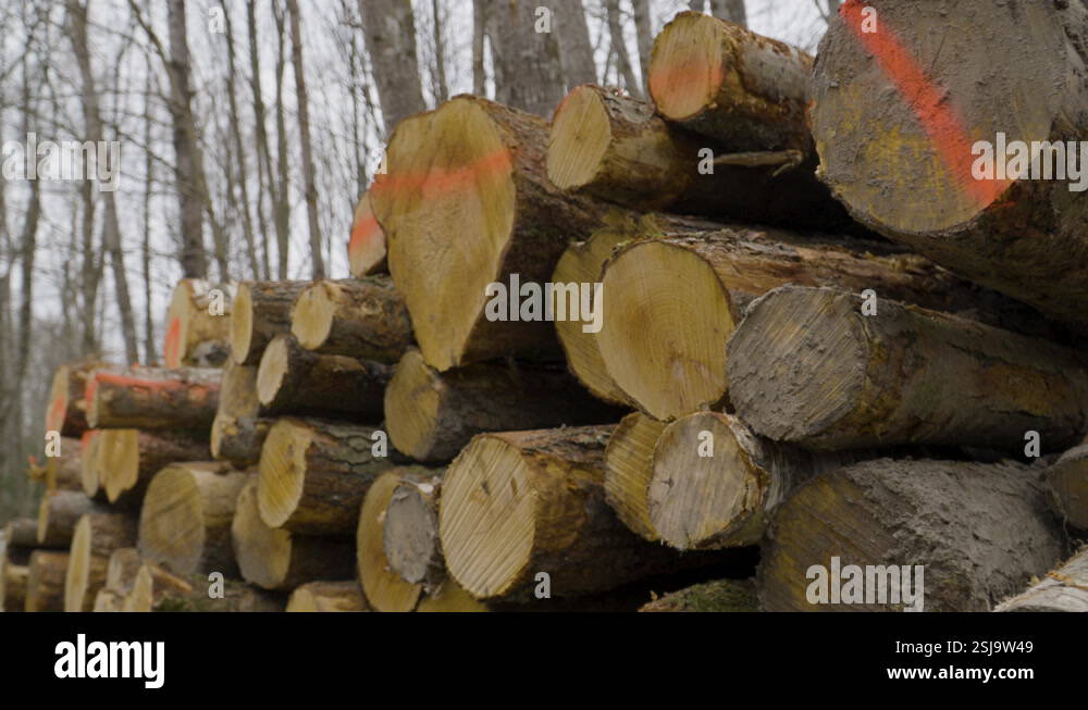 Close Up of Freshly Cut Tree Trunks In Huge Woodpile On Timber Yard ...