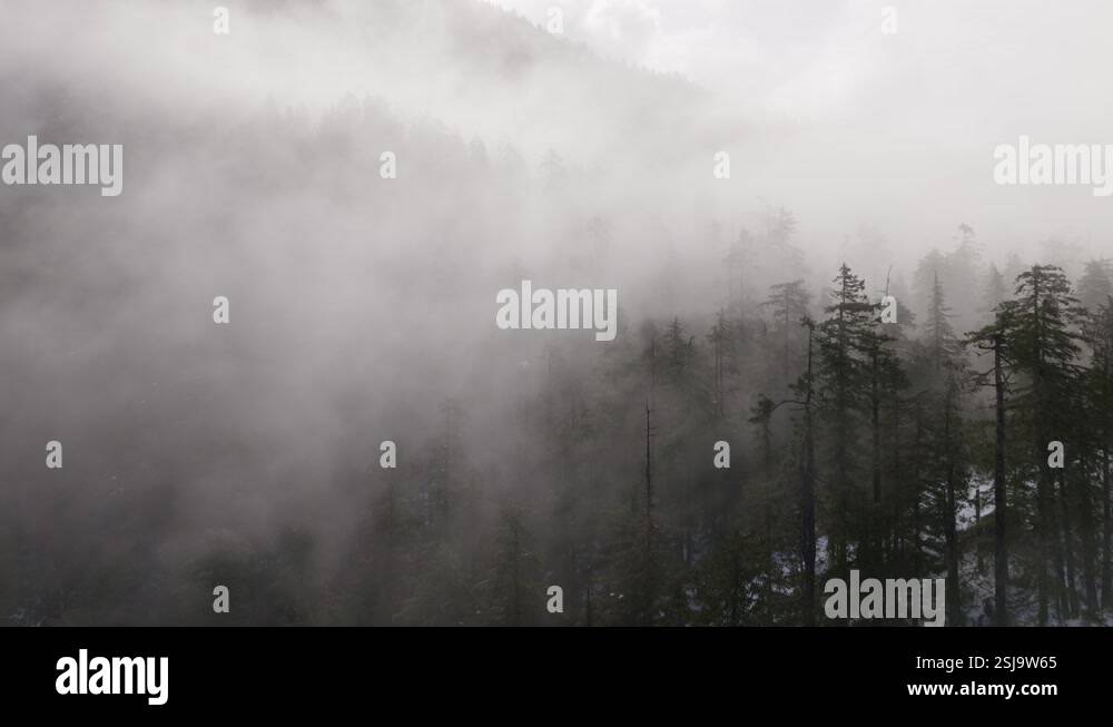 Clouds in the forests with mountains. The forest with wispy cloud fog ...