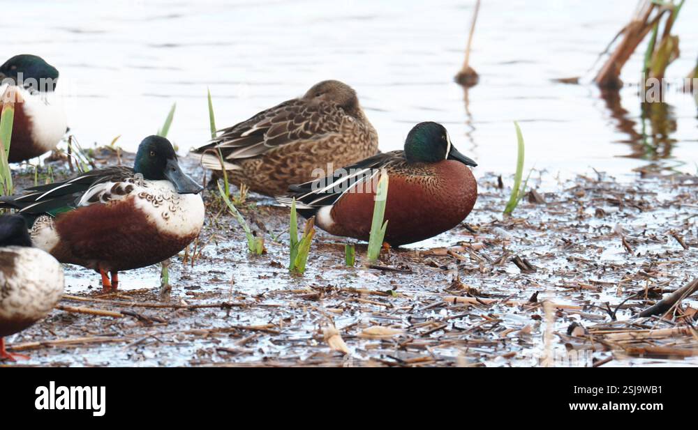 A Northern Shoveler, Spatula clypeata crossed with a Cinnamon Teal at ...