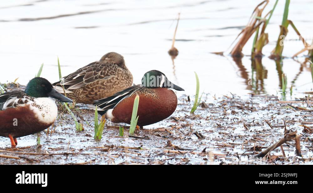 A Northern Shoveler, Spatula clypeata crossed with a Cinnamon Teal at ...