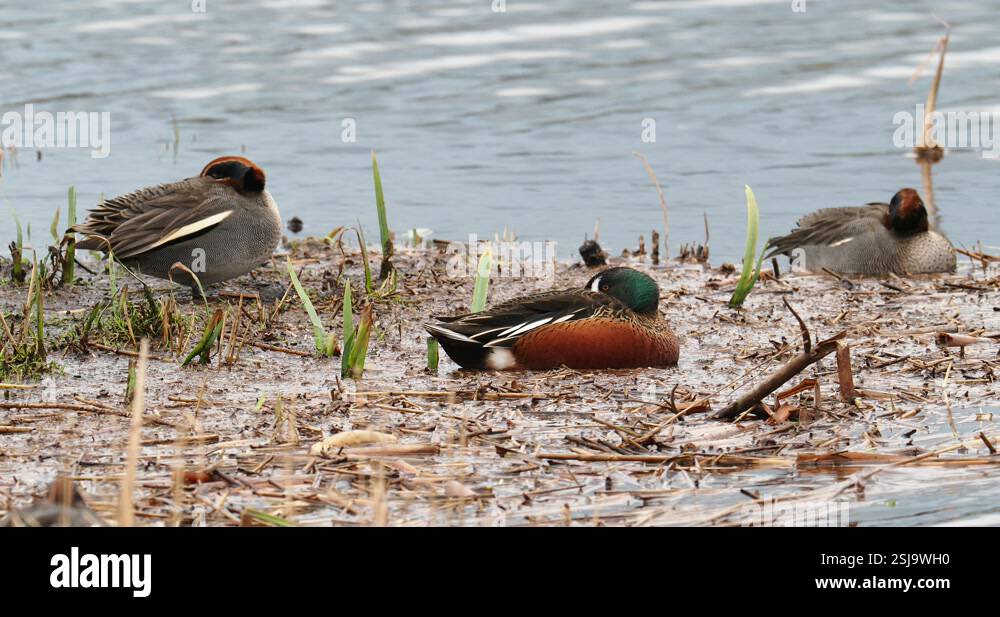 A Northern Shoveler, Spatula clypeata crossed with a Cinnamon Teal at ...