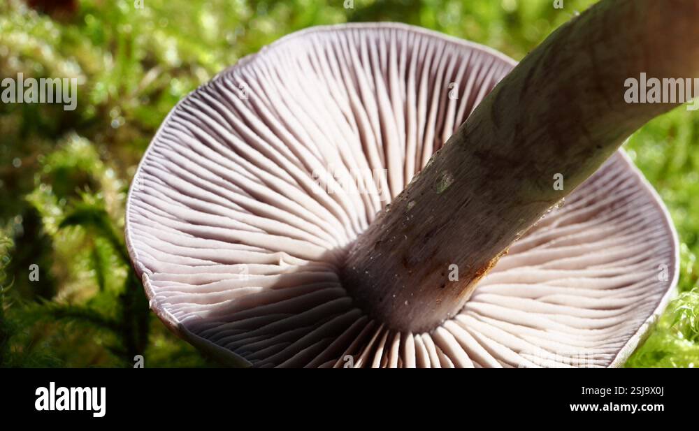 A tiny insect on the underside of a toadstool, Ambleside, Lake District ...