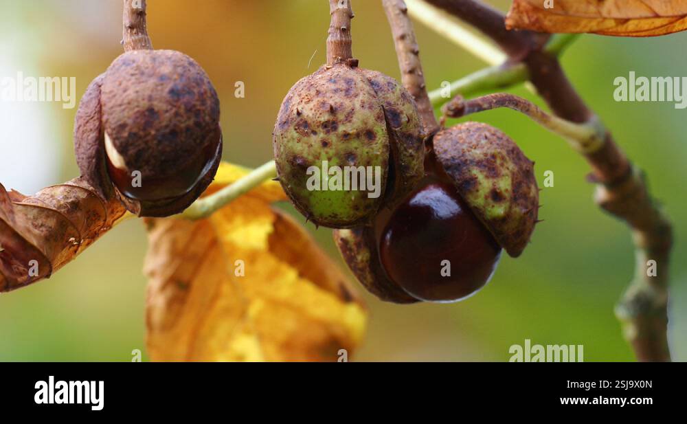 Conkers ready to drop from a Horse Chestnut Tree in Ambleside, Lake ...