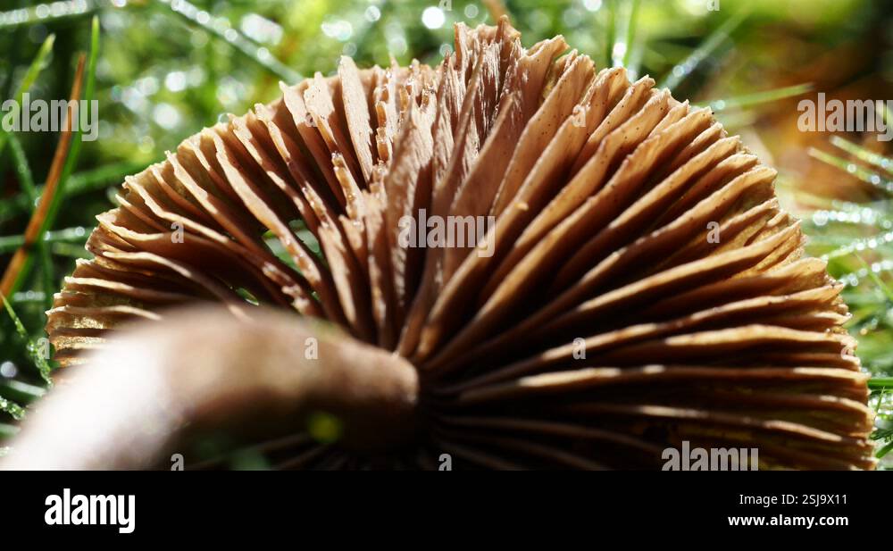 Gills on the underside of a toadstool, Ambleside, Lake District, UK ...