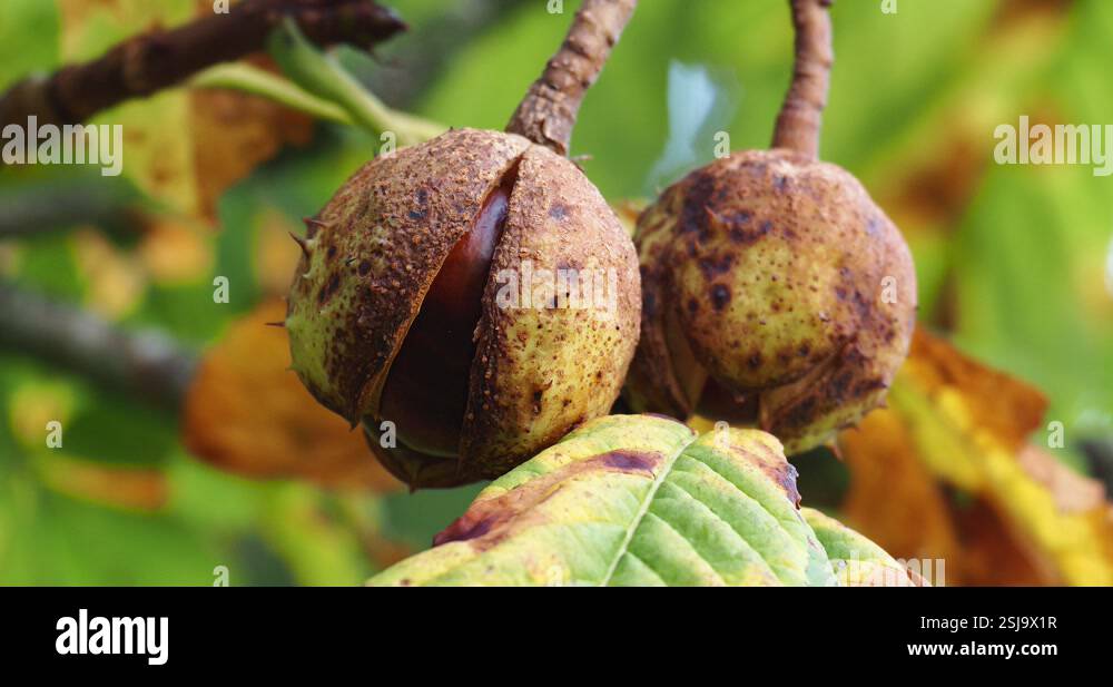 Conkers ready to drop from a Horse Chestnut Tree in Ambleside, Lake ...