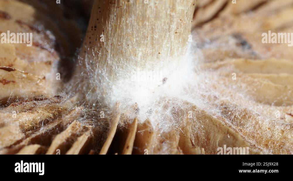 Gills on the underside of a toadstool, Ambleside, Lake District, UK ...