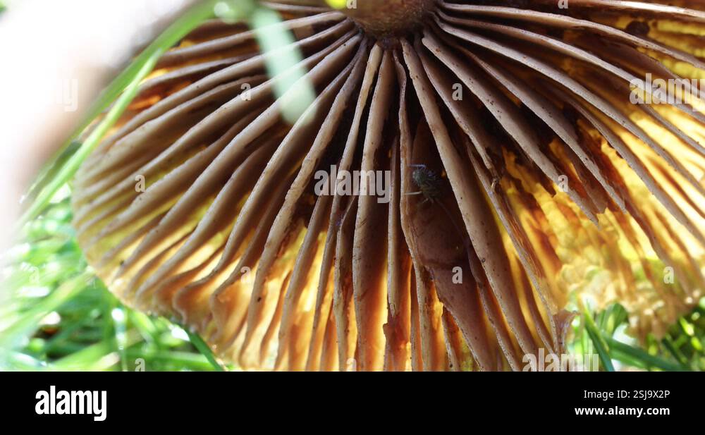 Gills on the underside of a toadstool, Ambleside, Lake District, UK ...