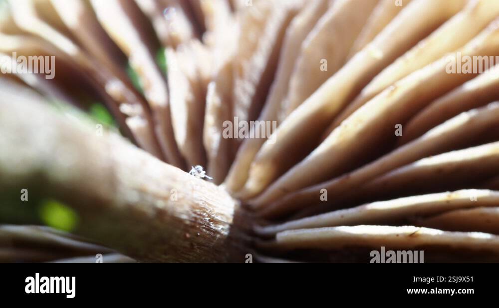 Gills on the underside of a toadstool, Ambleside, Lake District, UK ...