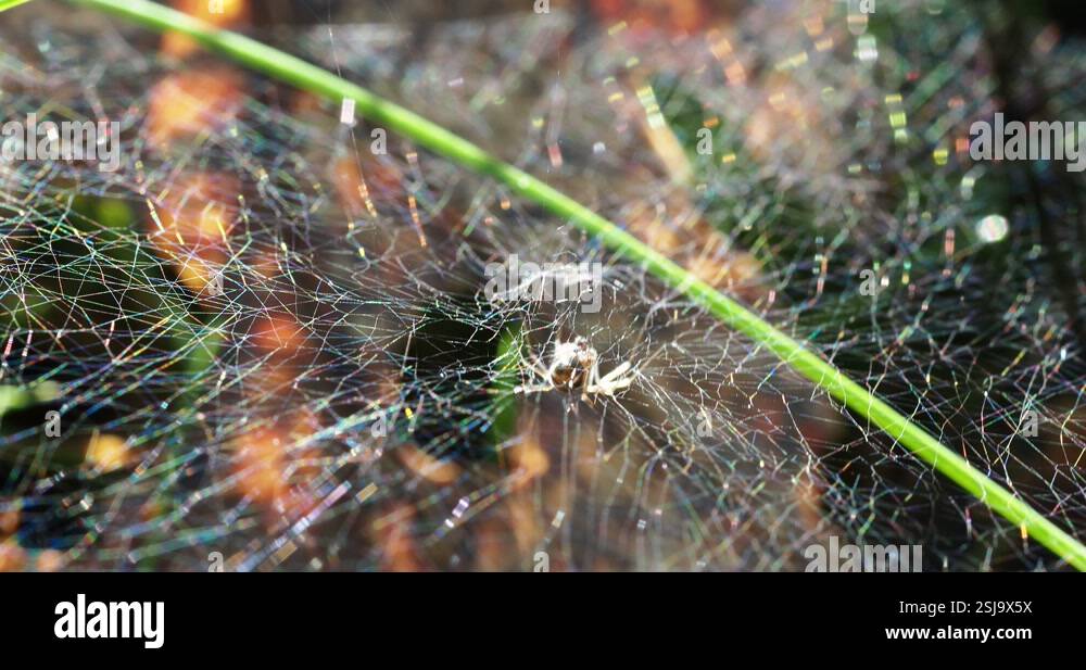 Macro shots of a spiders and web, Ambleside, Lake District, UK Stock ...