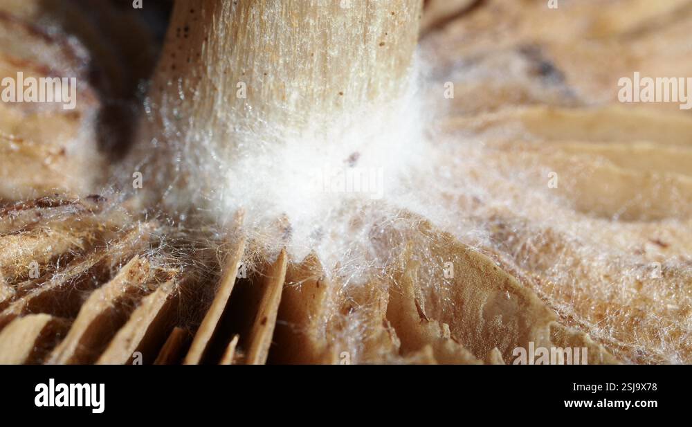 Gills on the underside of a toadstool, Ambleside, Lake District, UK ...
