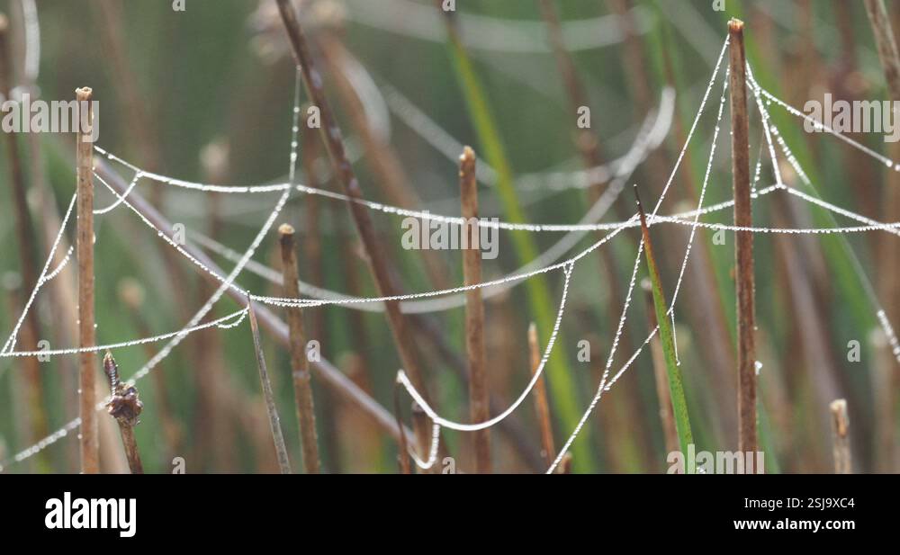 Dew on a spiders web with visible mist droplets floating in the air ...