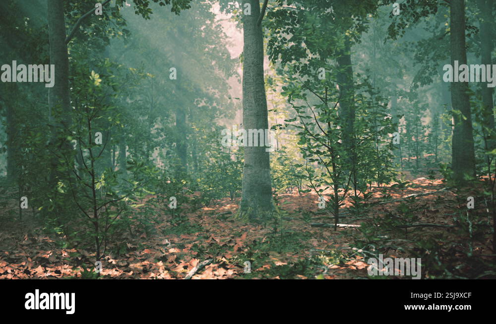 Vivid scenery of beautiful sunlight in a lush green forest Stock Video ...