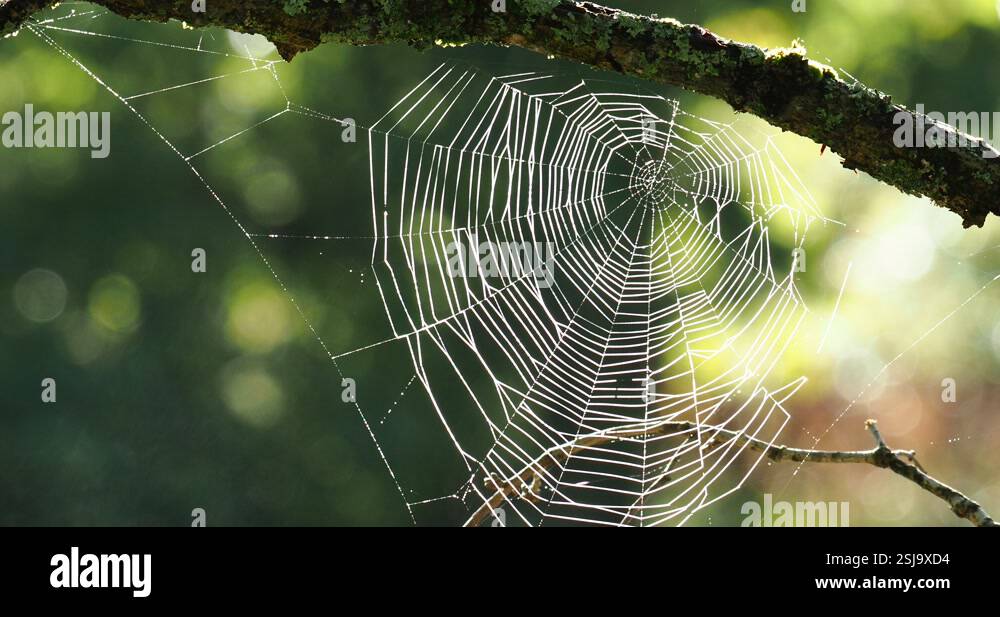 Dew on a spiders web with sunlight heating up rising water vapour ...