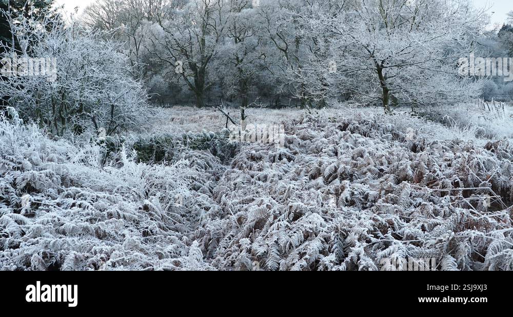 A heavy hoar frost on vegetation in the Langdale valley at Clappersgate ...