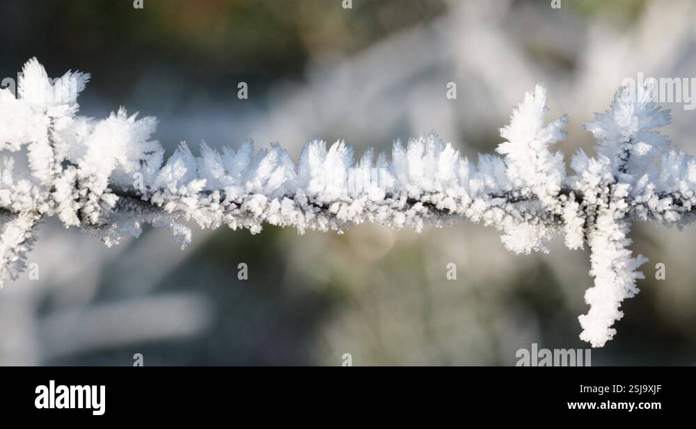 A heavy hoar frost on a barbed wire fence at Clappersgate, Lake ...