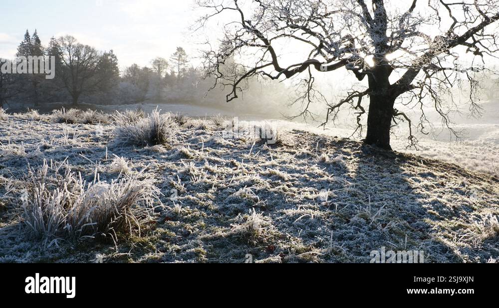 A heavy hoar frost with an Oak Tree in the Langdale valley at ...