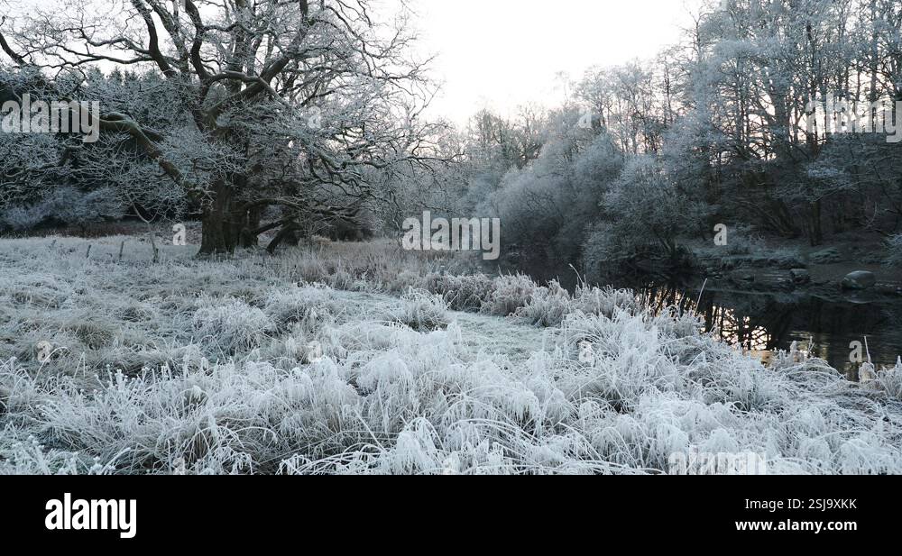 A heavy hoar frost on trees by the river Brathay in the Langdale valley ...