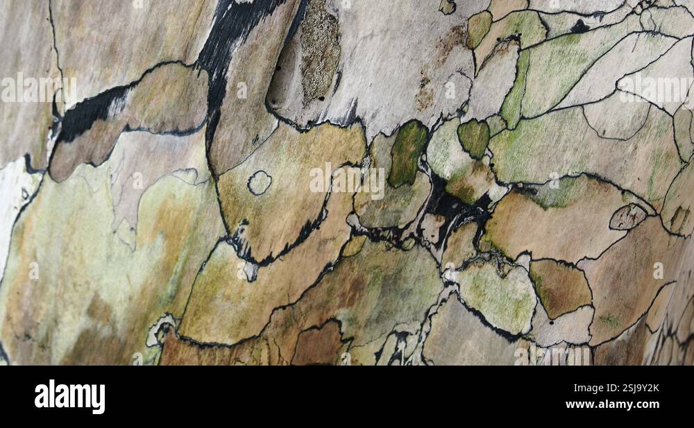 Spalting in dead trees, patterning caused by funghi at Foreland on the ...