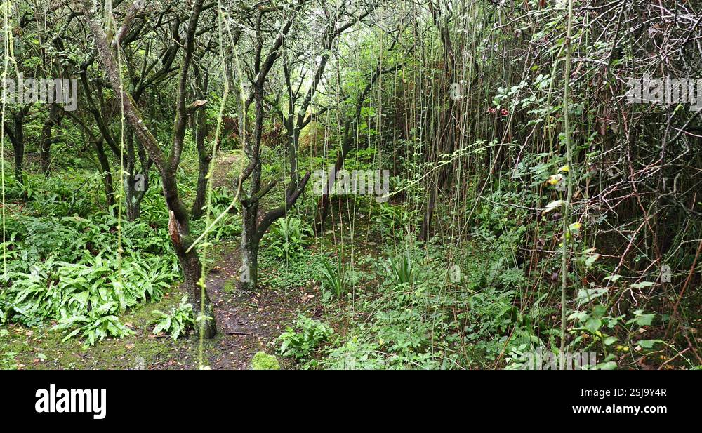 Bramble plants in woodland on the undercliff at St Catherine's Point on ...