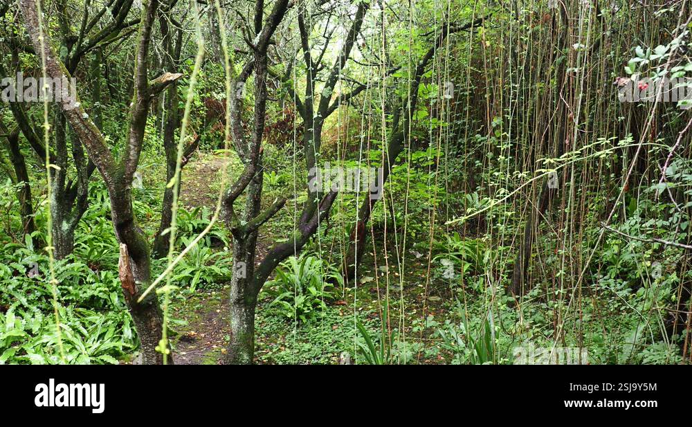 Bramble plants in woodland on the undercliff at St Catherine's Point on ...