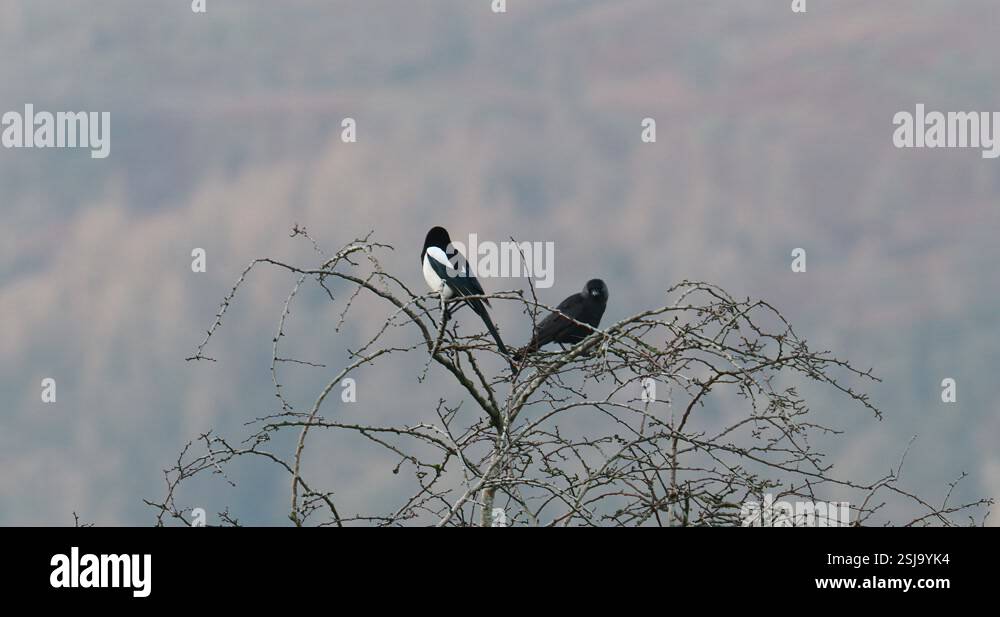 A Jackdaw and Magpie perched in a Hawthorn tree in Ambleside, UK Stock ...
