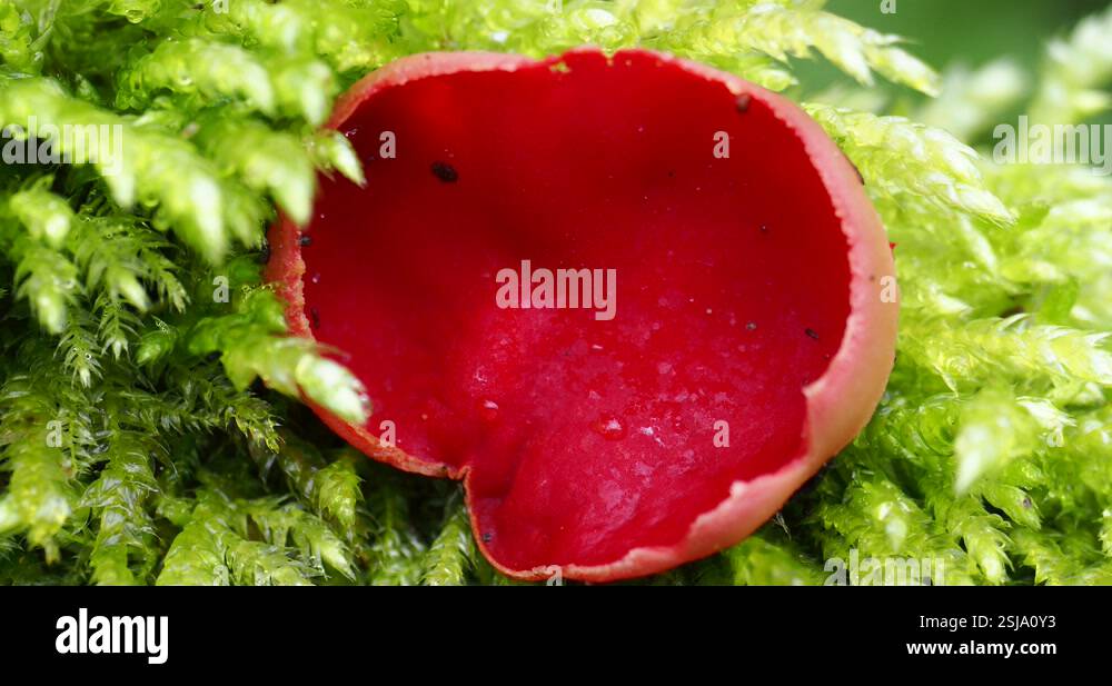 Scarlet Elf Cup, Sarcoscypha coccinea at Leighton Moss, near Silverdale ...
