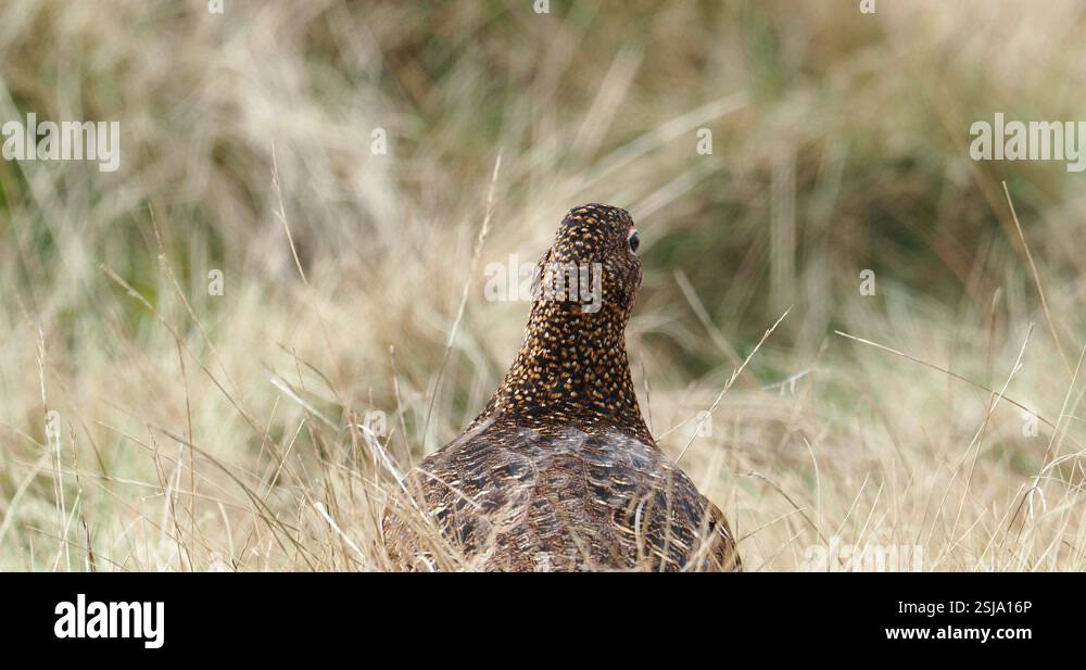 A female Red Grouse, Lagopus lagopus scotica on Ilkley Moor, Ilkley ...