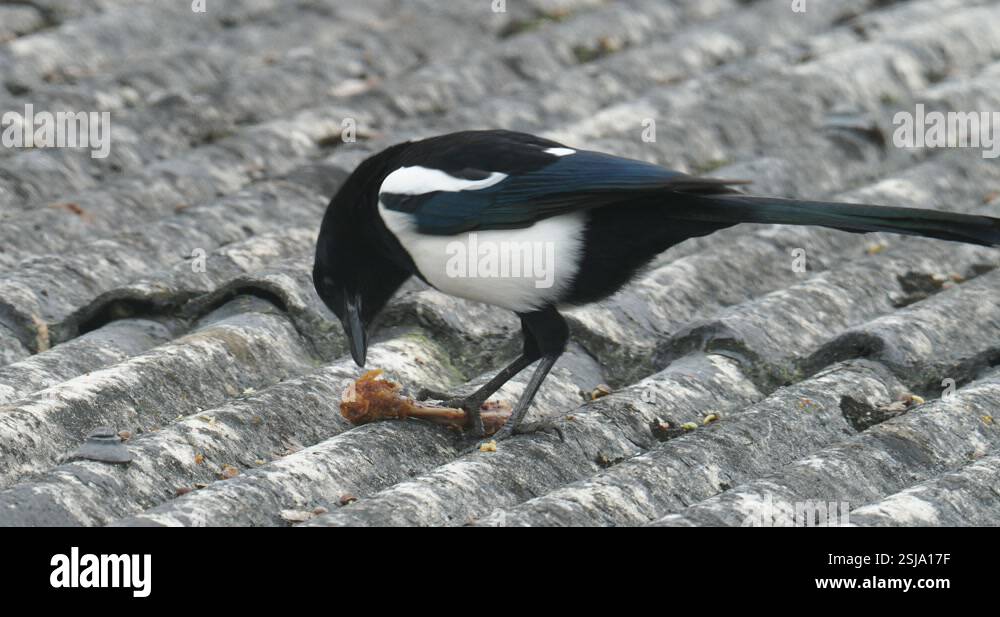 A Magpie, Pica pica feeding on chicken bones on a garge roof in Ilkley ...