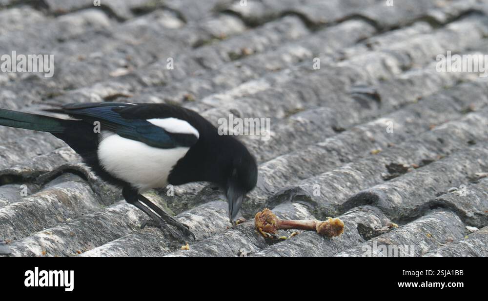 A Magpie, Pica pica feeding on chicken bones on a garge roof in Ilkley ...