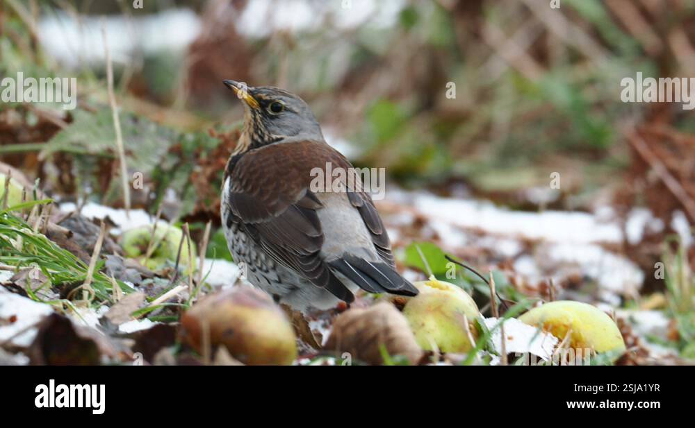 Fieldfare, Turdus pilaris feeding on apples in a garden in Ambleside ...