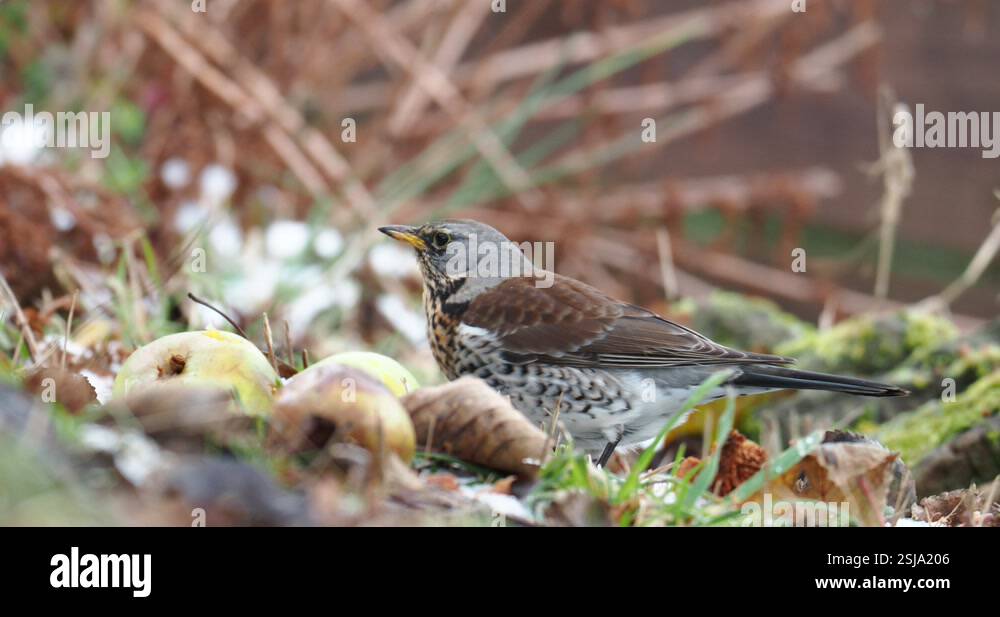 Fieldfare, Turdus pilaris feeding on apples in a garden in Ambleside ...