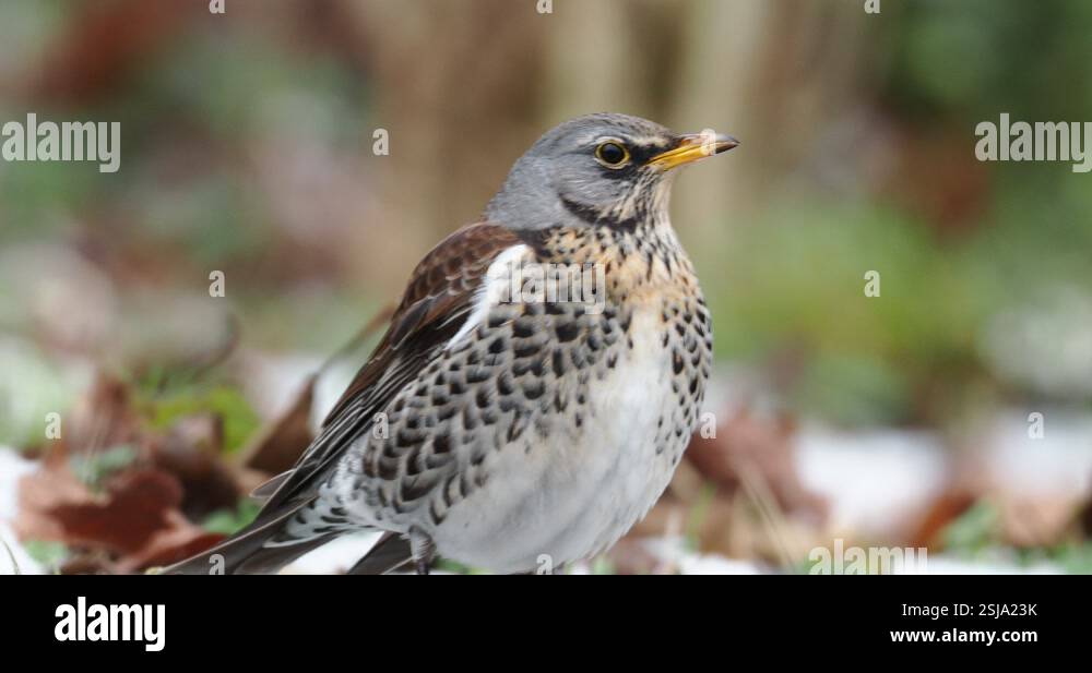 Fieldfare, Turdus pilaris feeding on apples in a garden in Ambleside ...