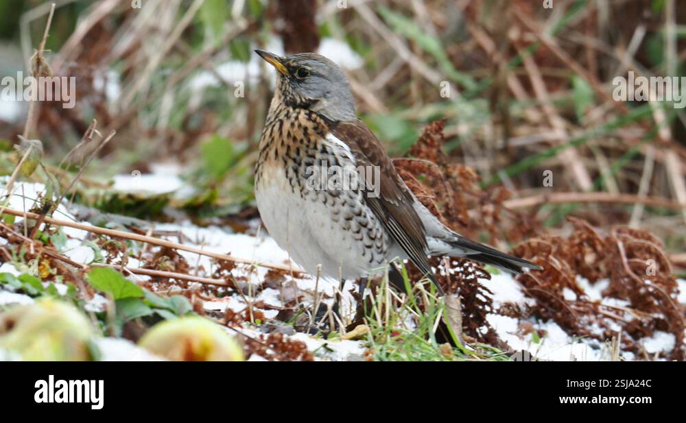 Fieldfare, Turdus pilaris feeding on apples in a garden in Ambleside ...