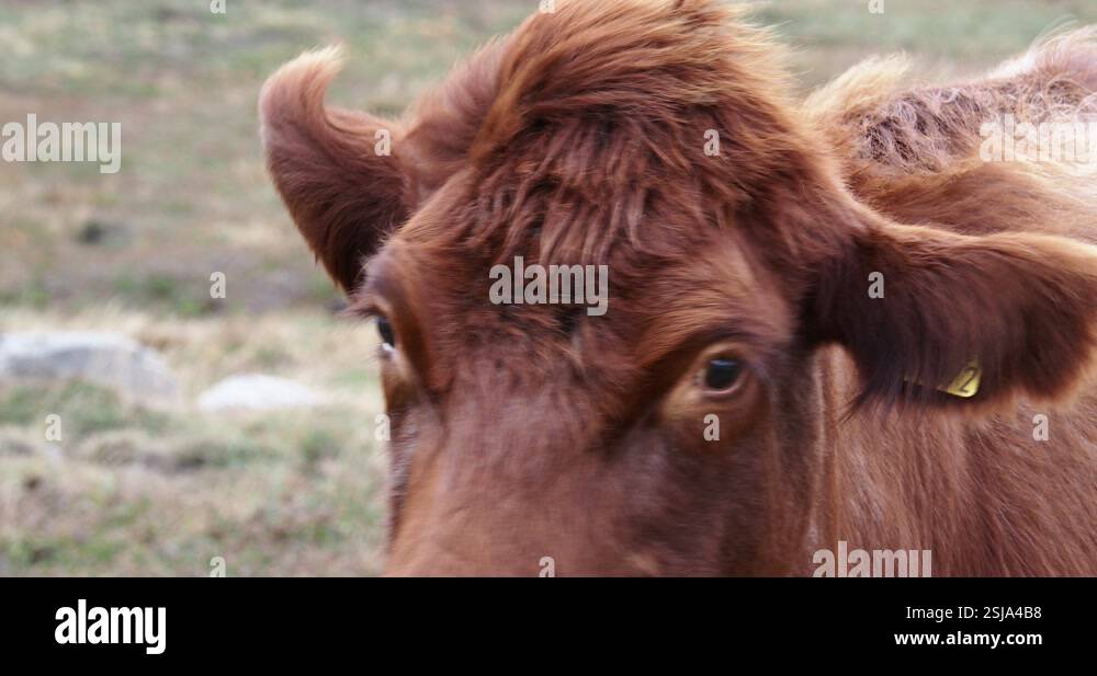 A cow at Stoer Point in Assynt, Scotland, UK Stock Video Footage - Alamy