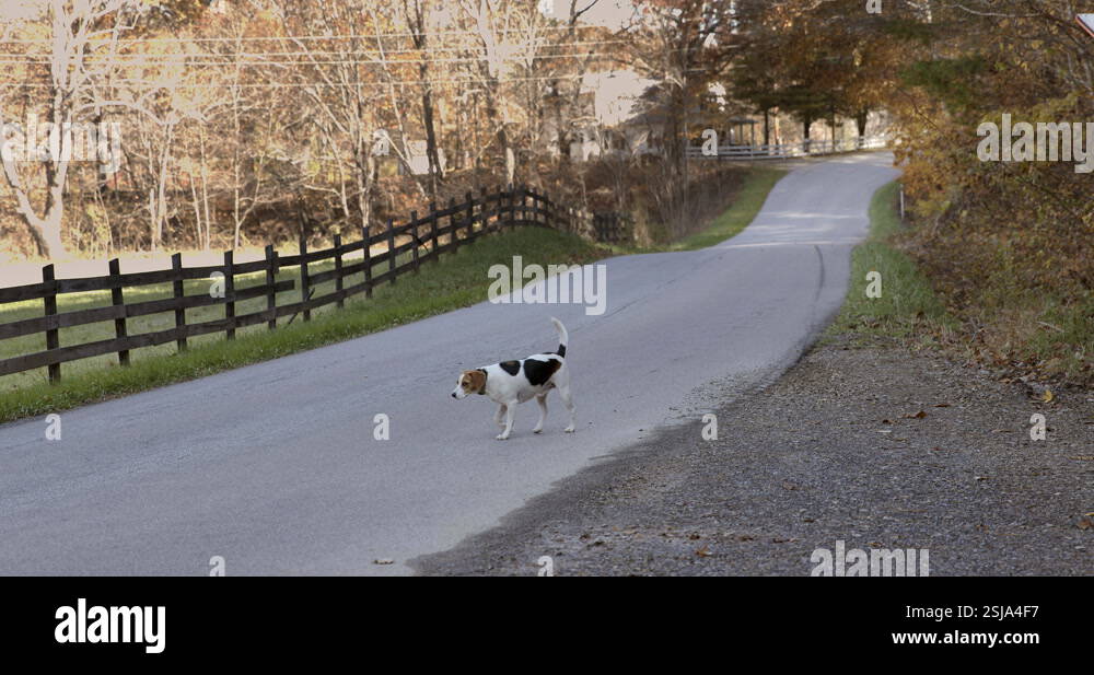 Walking dog country road Stock Videos & Footage - HD and 4K Video Clips ...