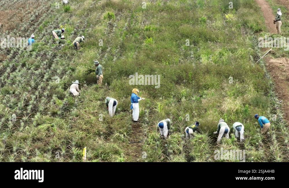 Farm Workers Weeding Hawaii Pineapple Field Stock Video Footage - Alamy