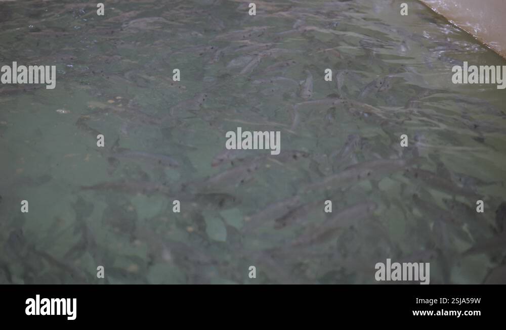 Fish swim at the bottom of the pond in Sea Agriculture or Aquaculture ...