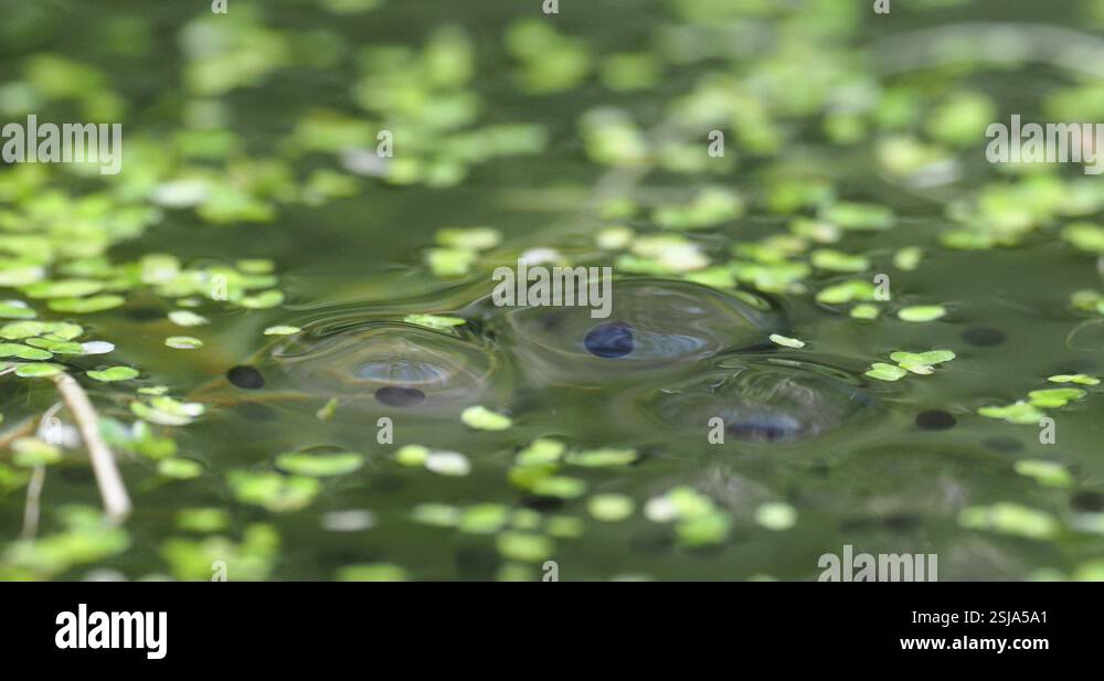 Frogspawn from a Common Frog, Rana temporaria, in a garden pond in ...