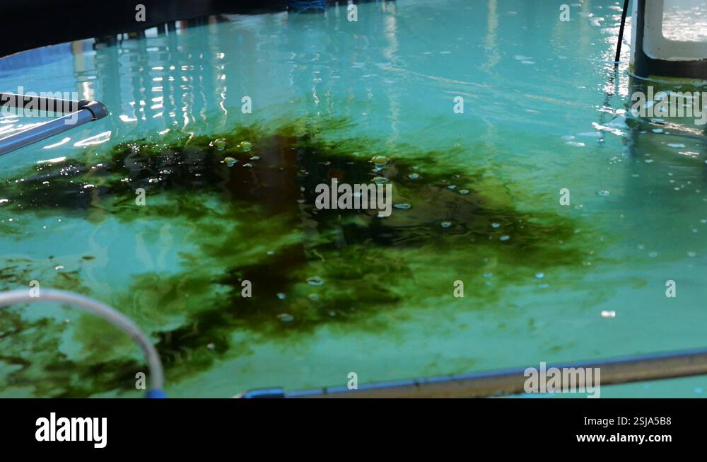 Worker pouring water nutrient liquid. fish aquaculture farm. Sea Stock ...