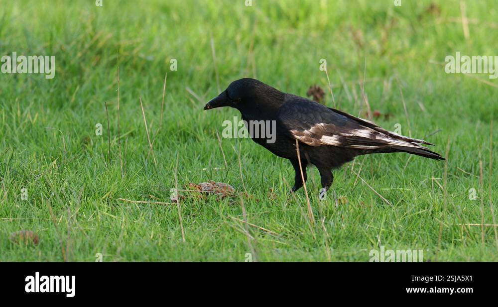 A partial albino Carrion Crow, Corvus corone eating dog poo, in ...
