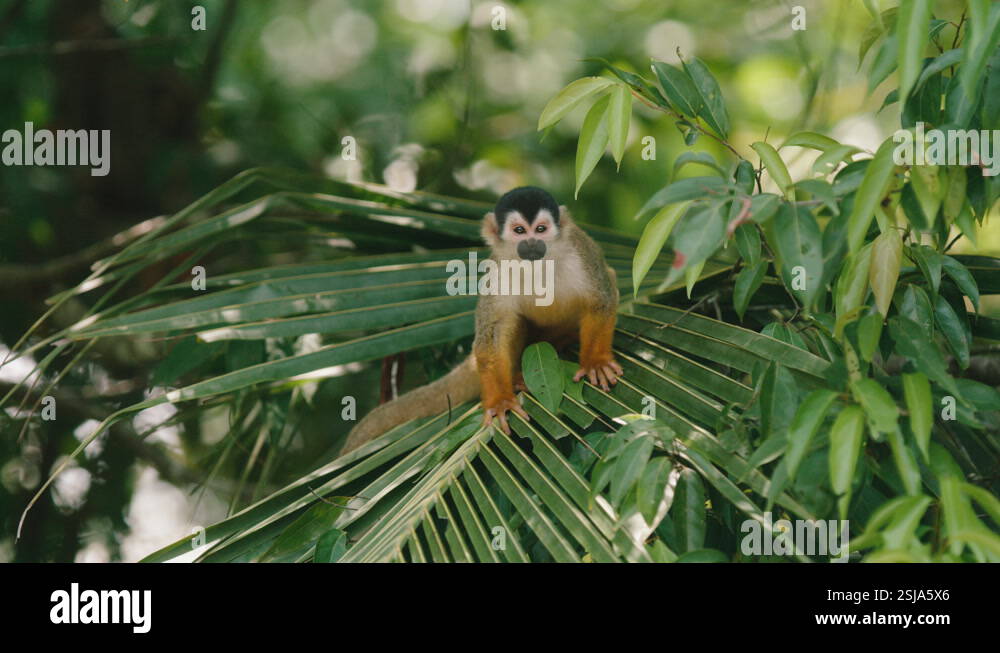 Close-up slow motion shot of squirrel monkeys Stock Video Footage - Alamy